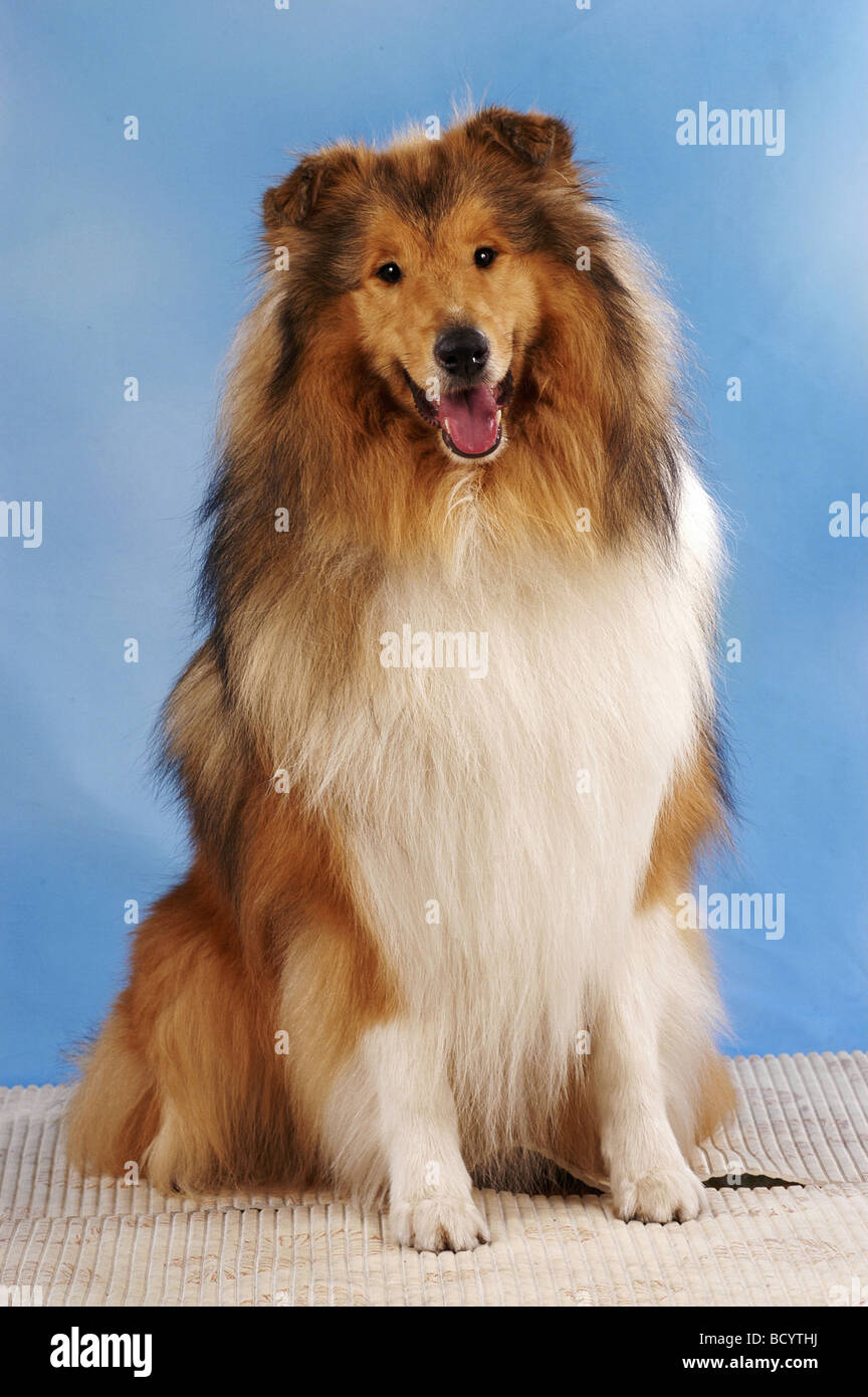 cut-out : dog sitting - frontal Stock Photo - Alamy