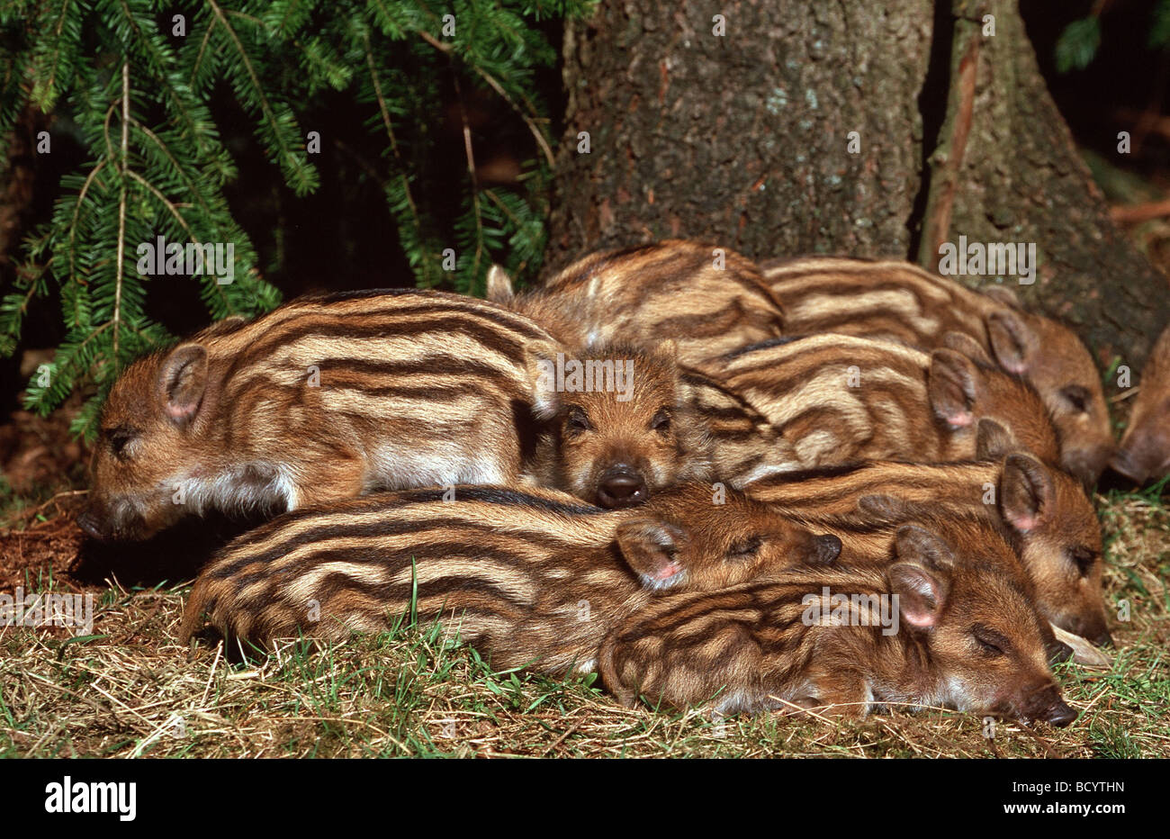 wild boar - cubs / Sus scrofa Stock Photo - Alamy
