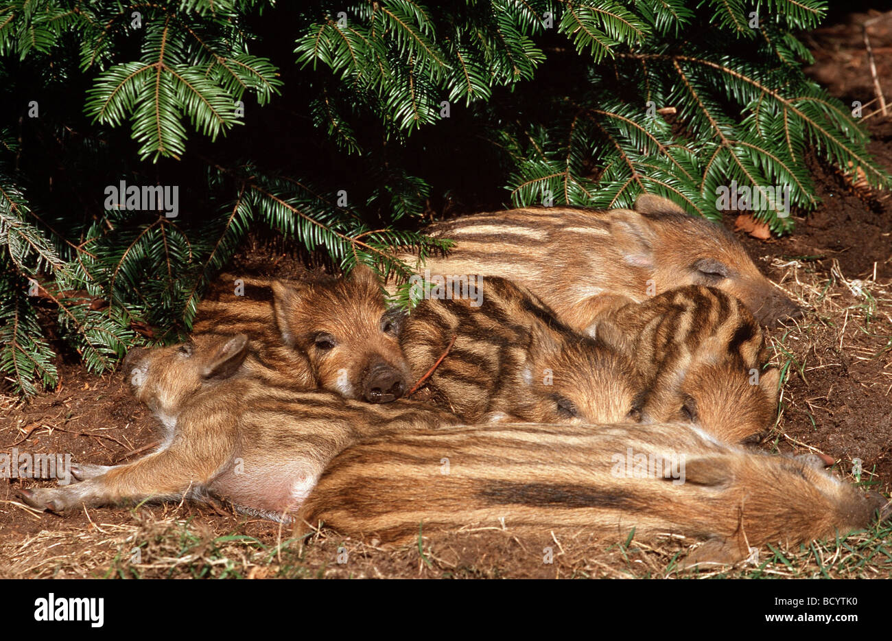 Wild boar cubs hi-res stock photography and images - Alamy