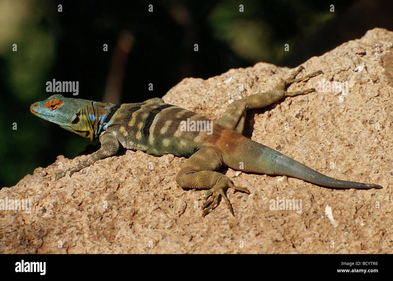 Petrosaurus thalassinus hi-res stock photography and images - Alamy