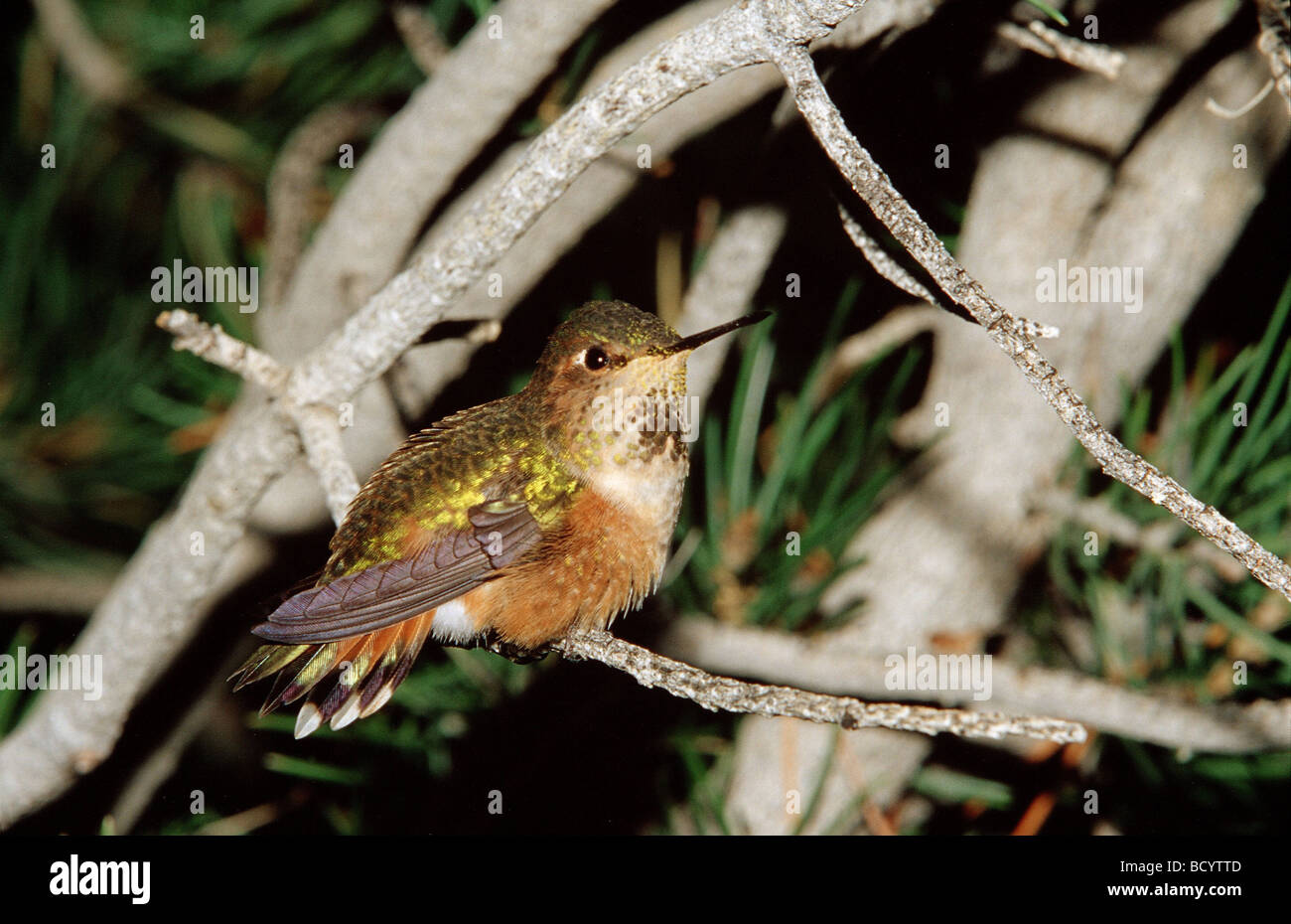 rufous hummingbird on branch / Selasphorus rufus Stock Photo - Alamy