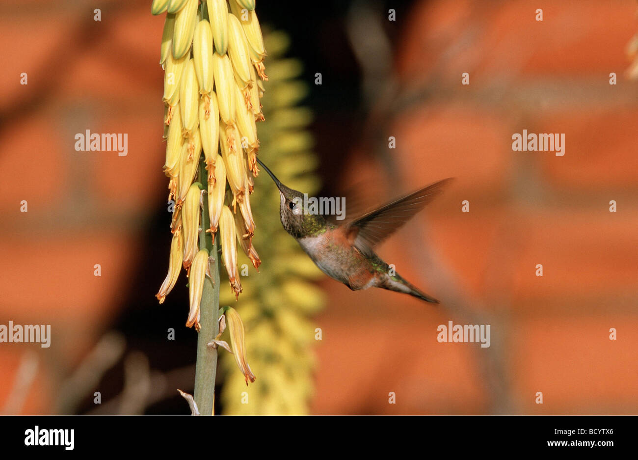 rufous hummingbird - female / Selasphorus rufus Stock Photo - Alamy