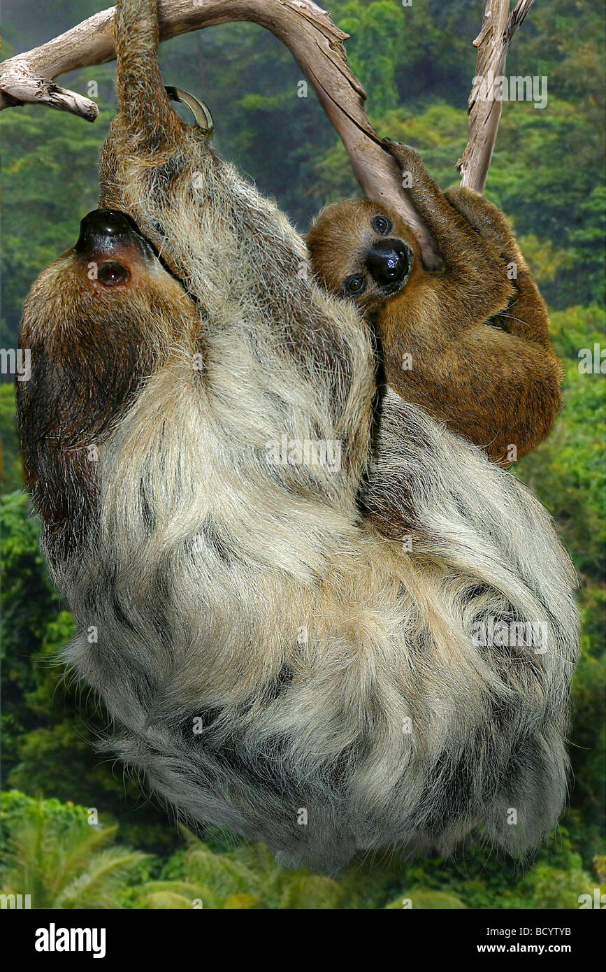 sloth with cub / Pilosa Stock Photo - Alamy