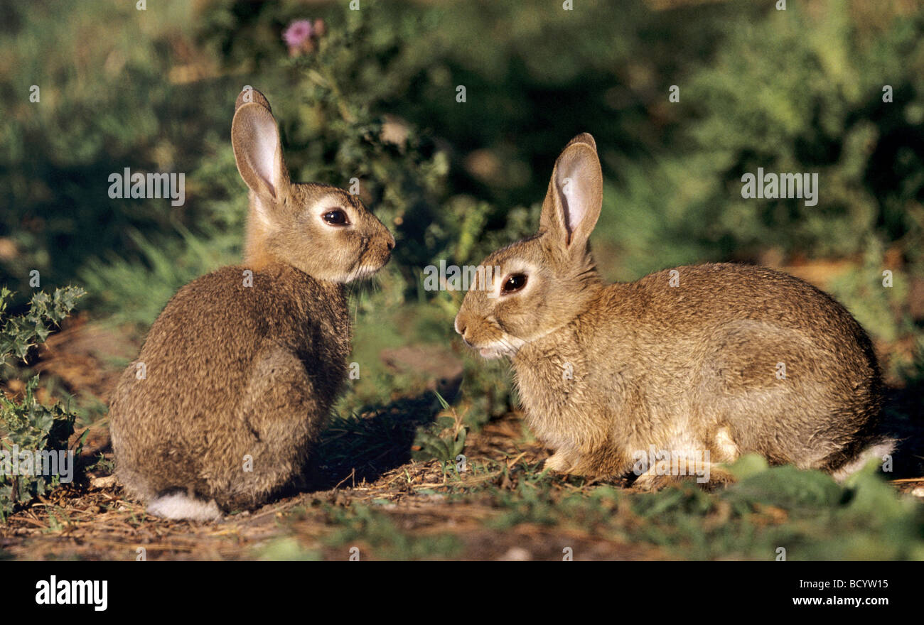 two Old World rabbits Stock Photo - Alamy