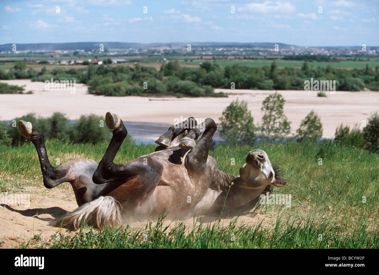 horse - wallowing Stock Photo - Alamy