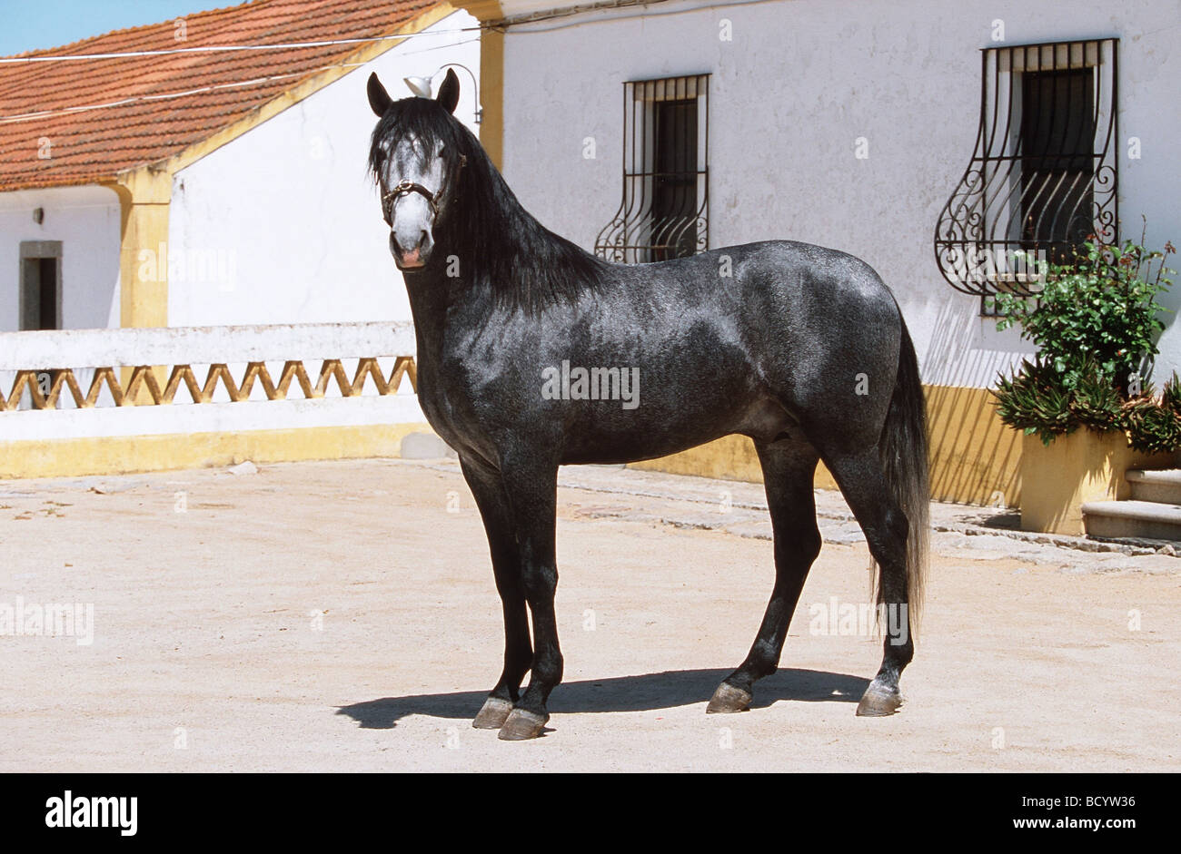 black horse standing Stock Photo - Alamy