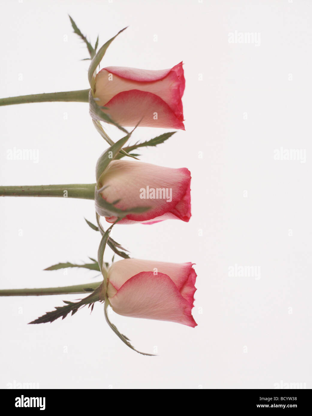 Three rose buds on white background Stock Photo - Alamy