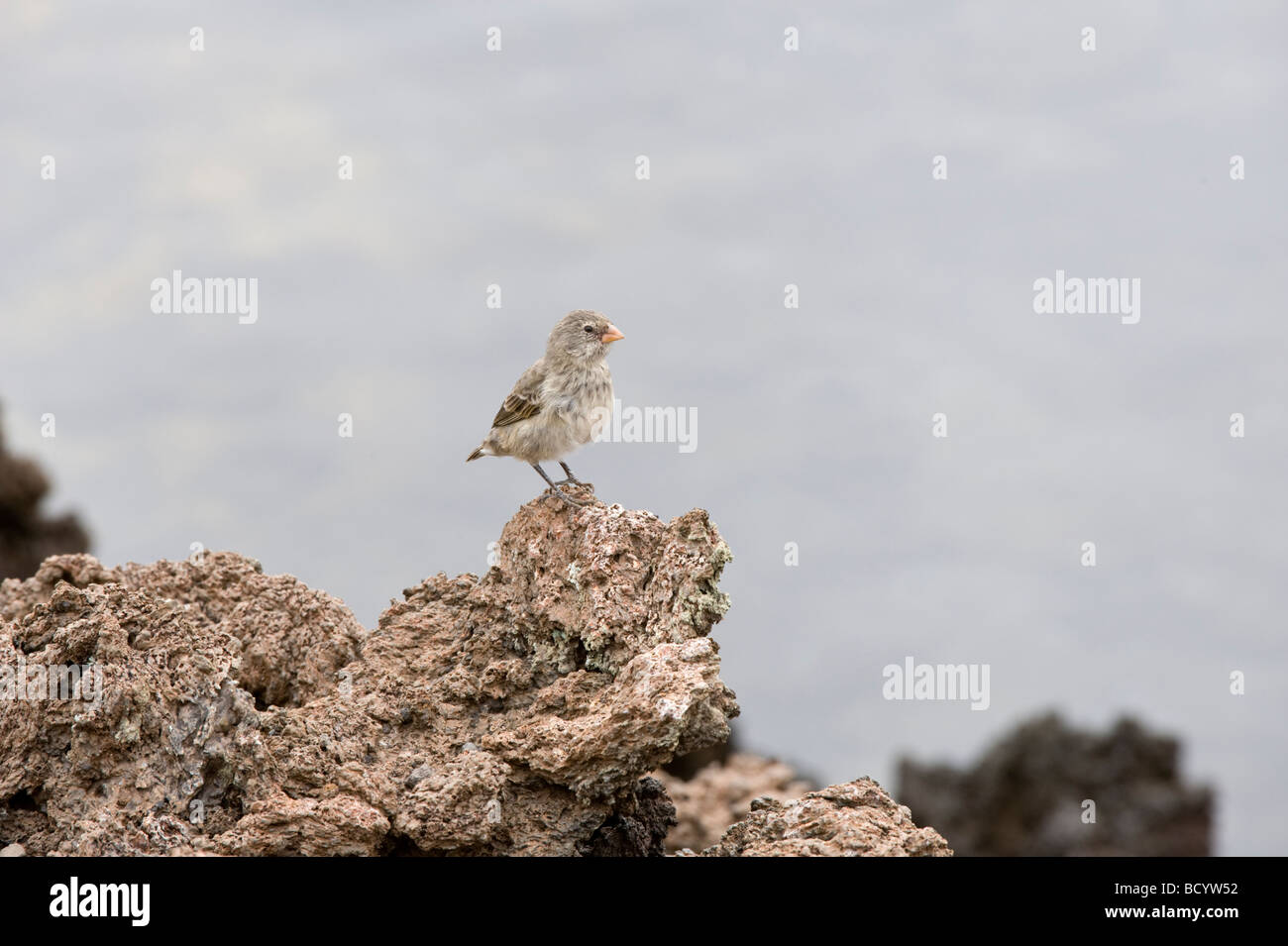 Medium Ground Finch (Geospiza fortis) immature perched on lava rock ...