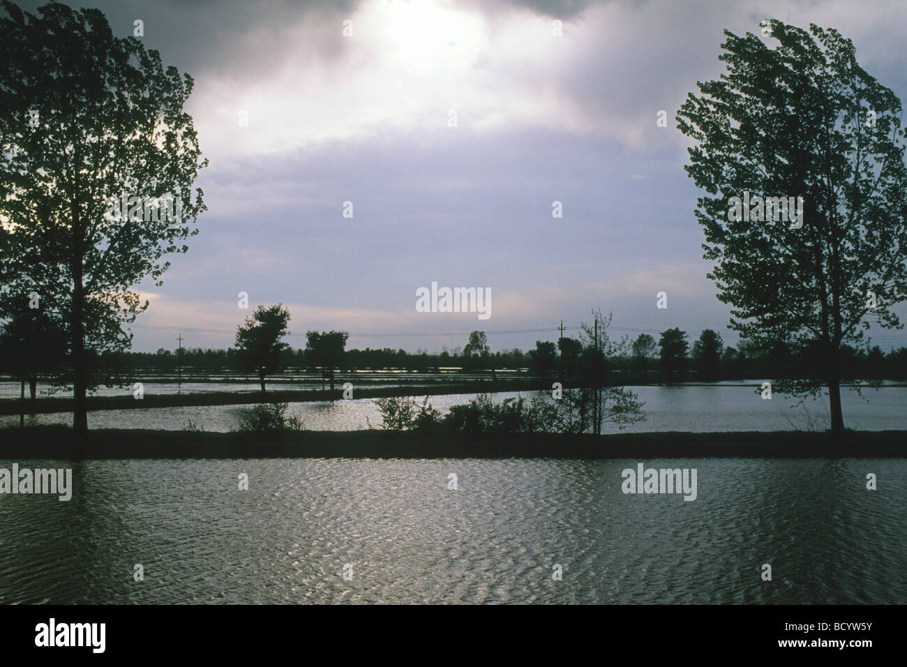 Rice field near Trecate Novara Italy Stock Photo - Alamy