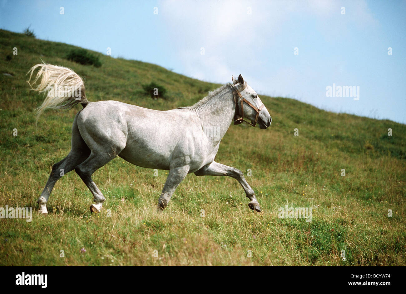 lippizaner horse - trotting Stock Photo - Alamy