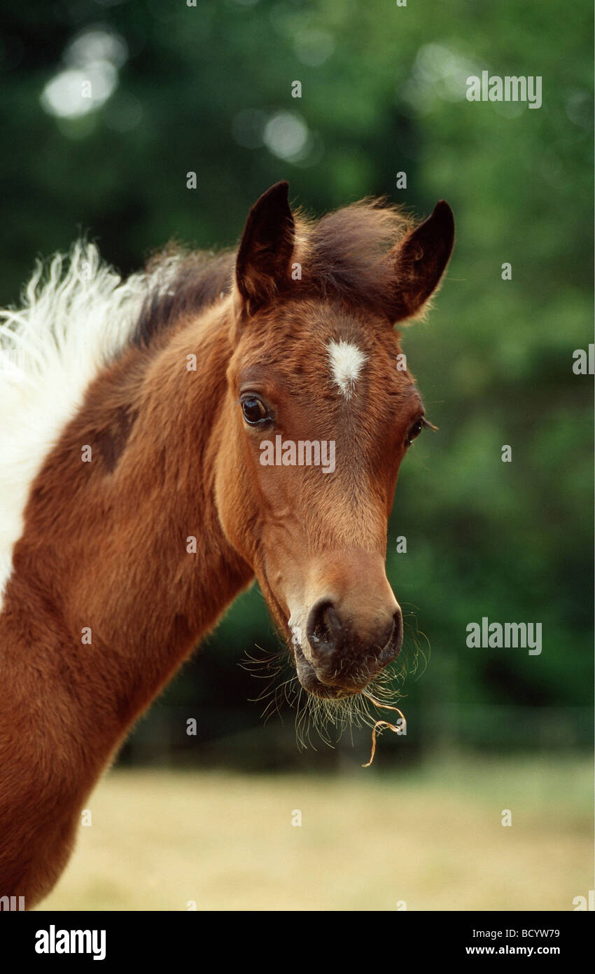 Lewitzer horse horses hi-res stock photography and images - Alamy