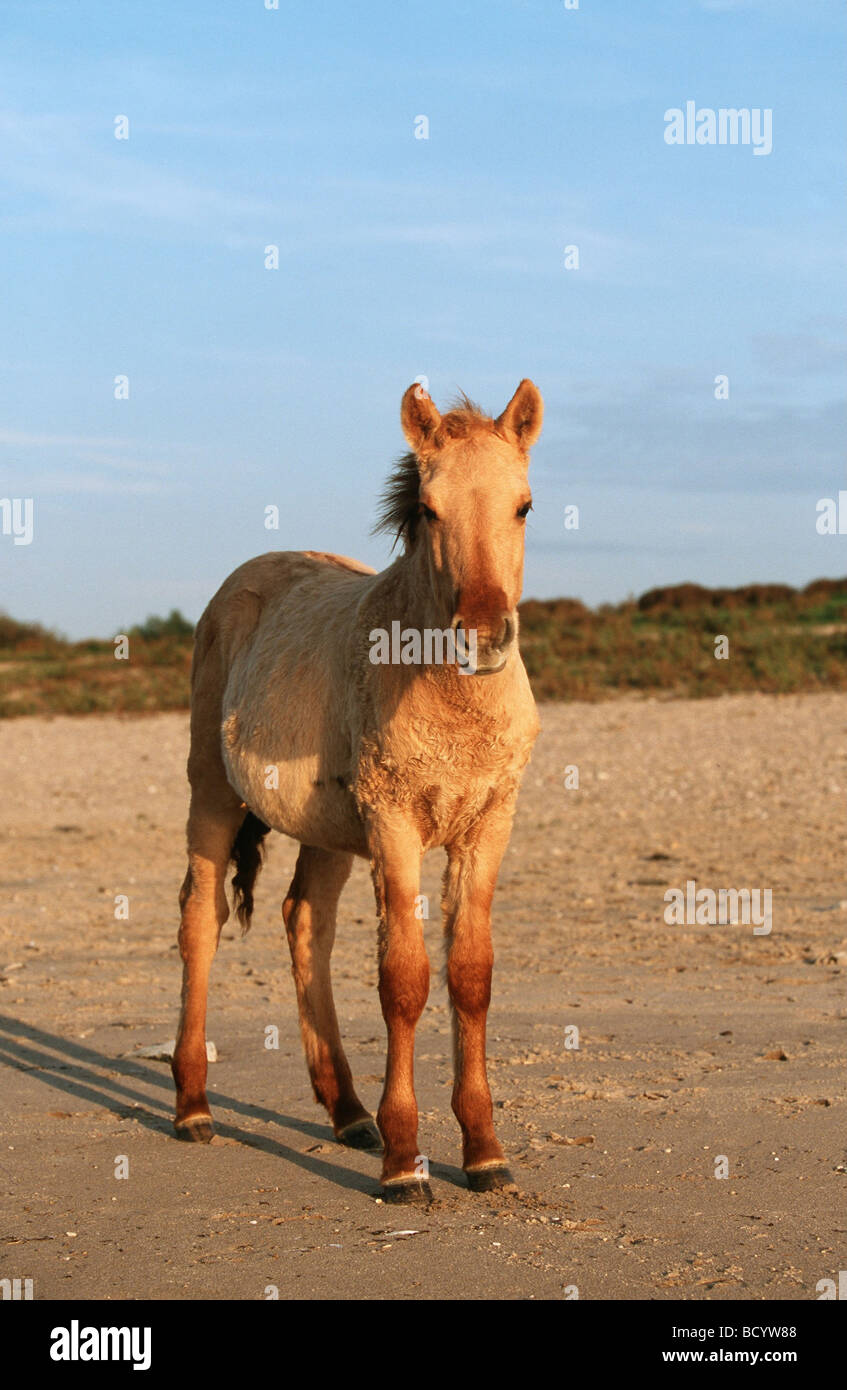 Konic pony hi-res stock photography and images - Alamy