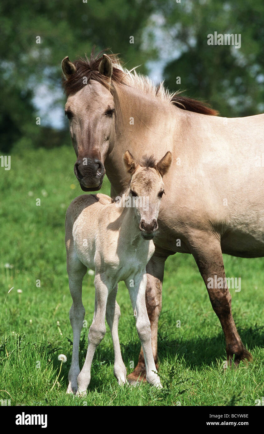Konic pony hi-res stock photography and images - Alamy