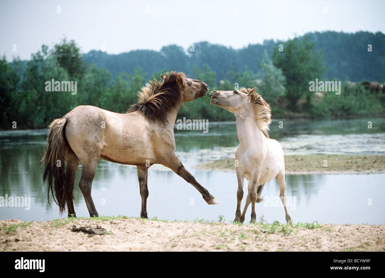 Konic horses hi-res stock photography and images - Alamy