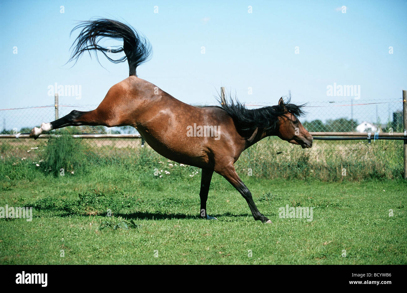 Arabo karabakh hi-res stock photography and images - Alamy