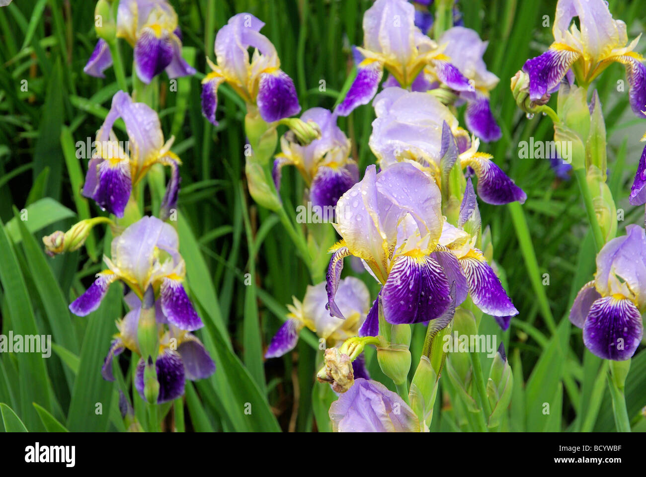 Schwertlilie iris 41 Stock Photo - Alamy