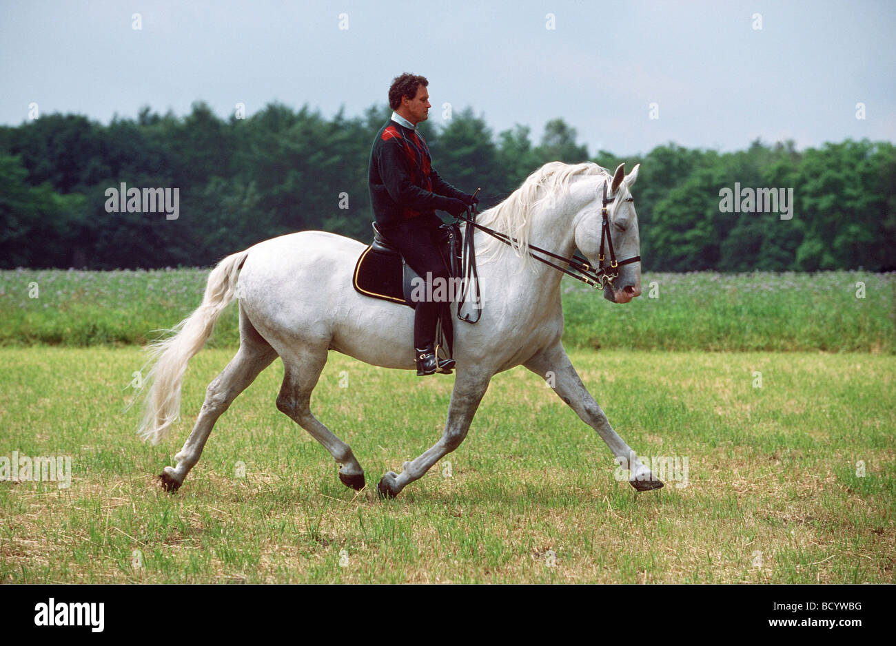 White kladruber hi-res stock photography and images - Alamy