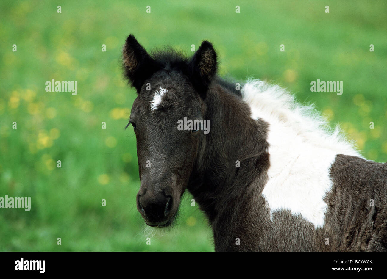 Tinker foals hi-res stock photography and images - Alamy