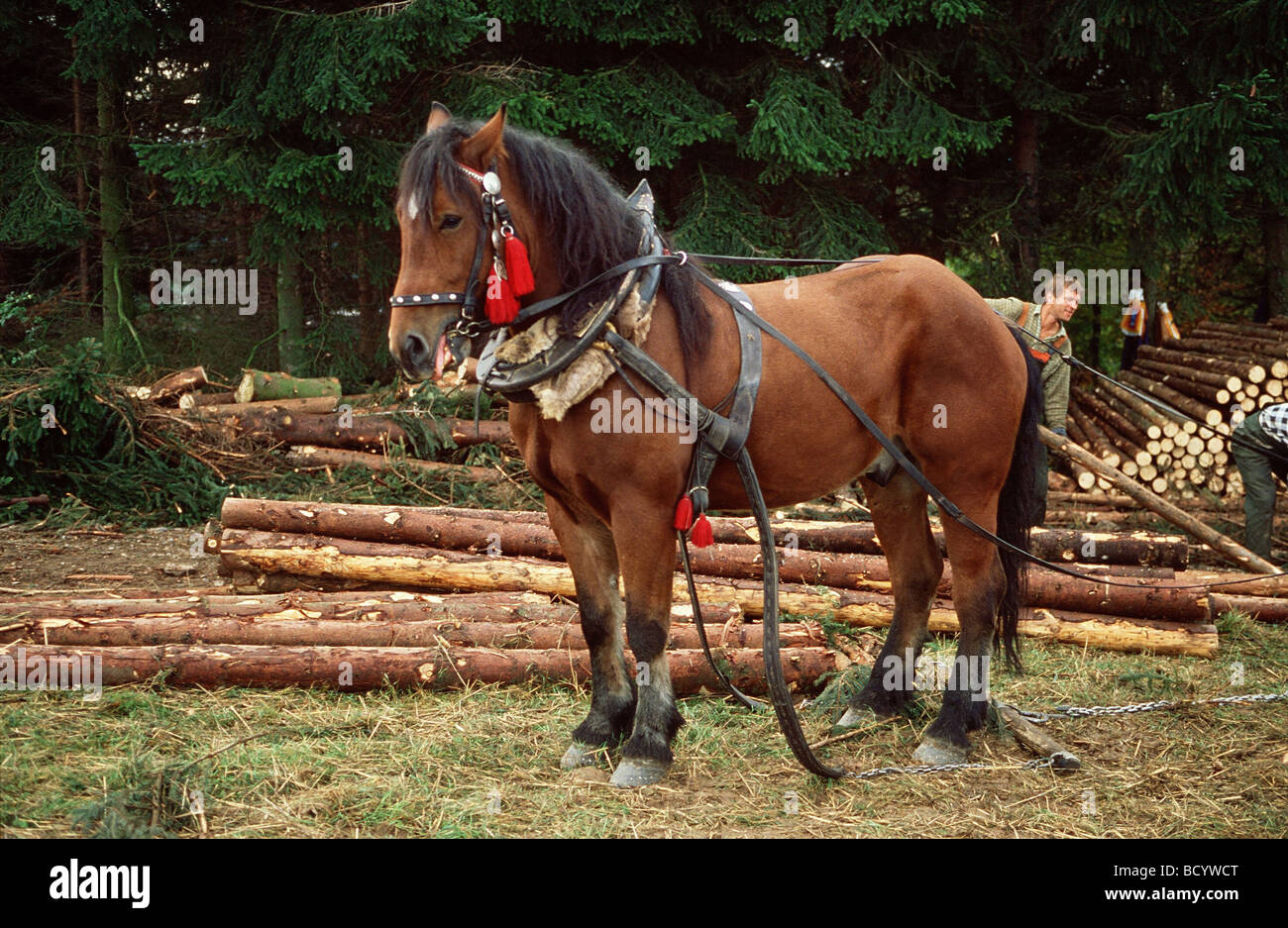 cold blooded horse Stock Photo - Alamy