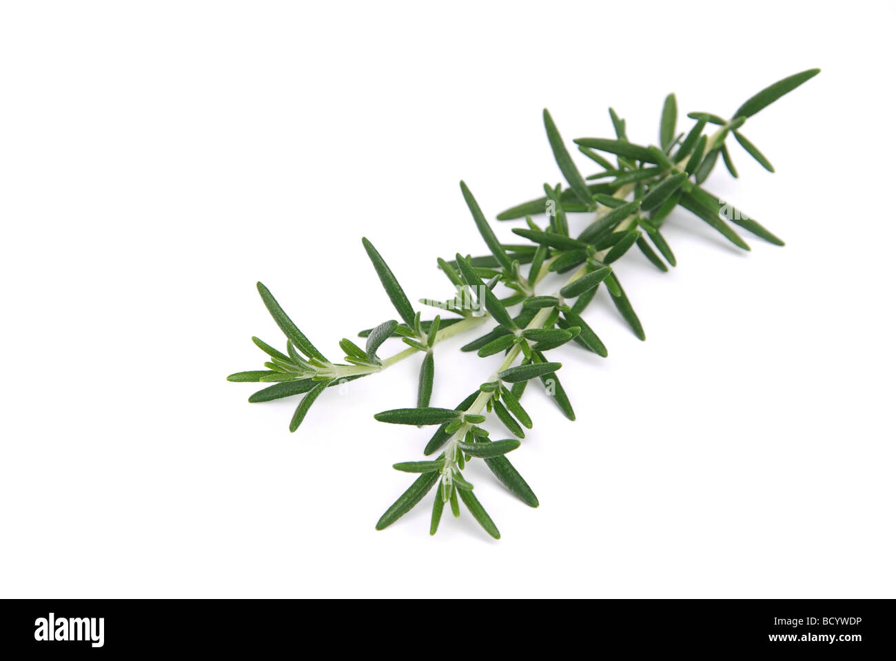 Rosmarin Rosemary 08 Stock Photo - Alamy
