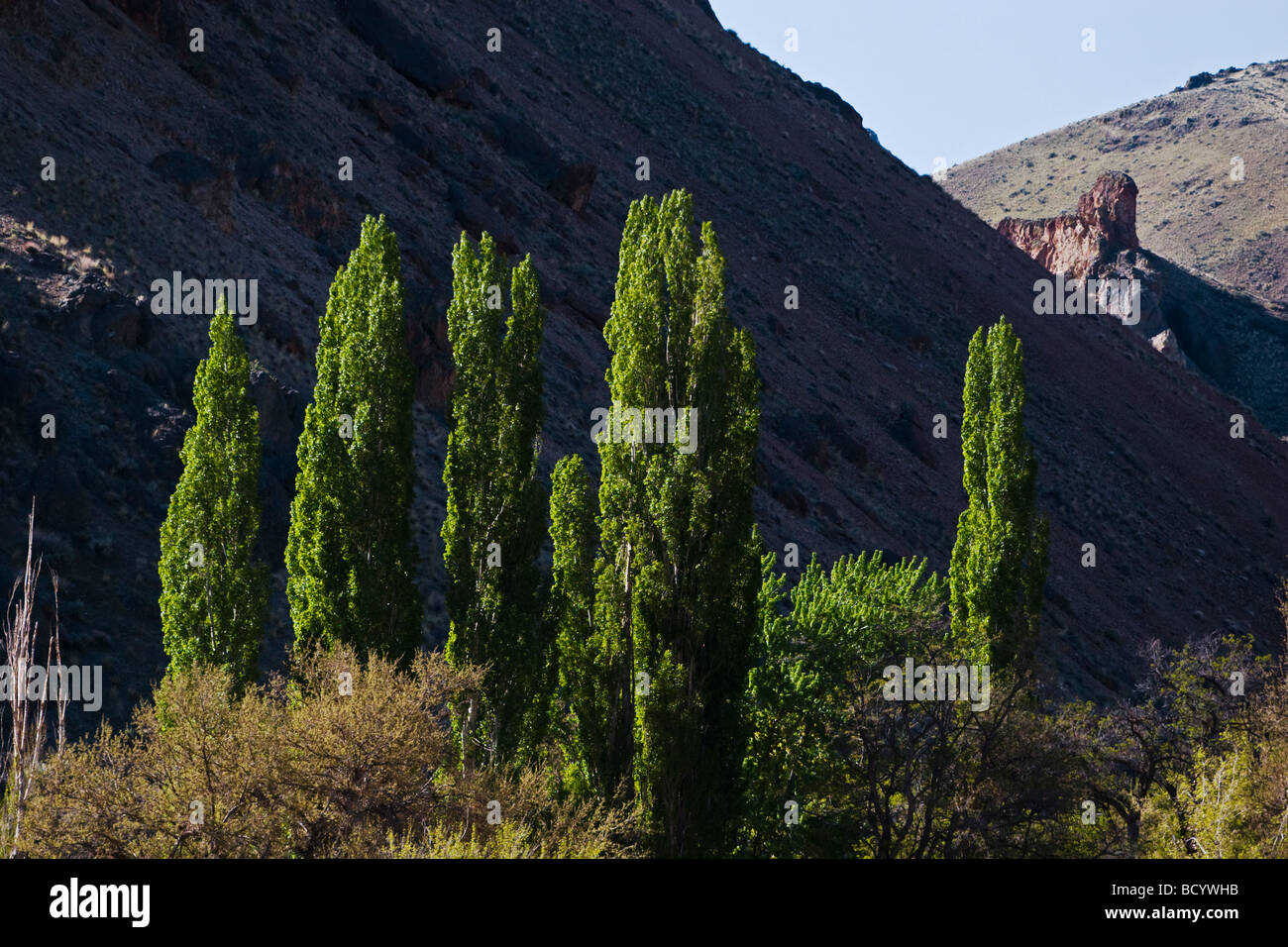 Canyon tree hi-res stock photography and images - Alamy
