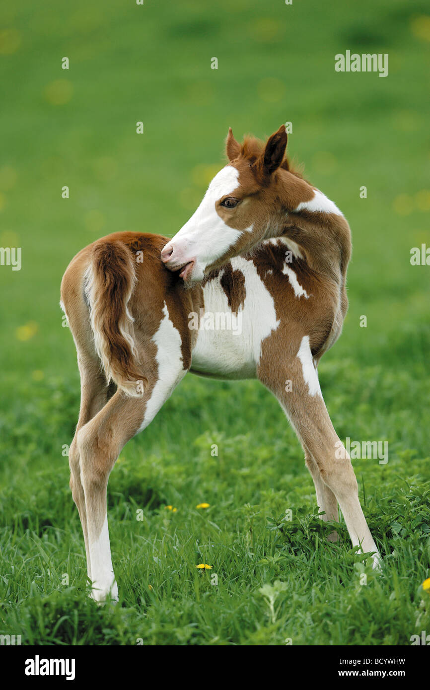 foal nibbling at its skin Stock Photo - Alamy