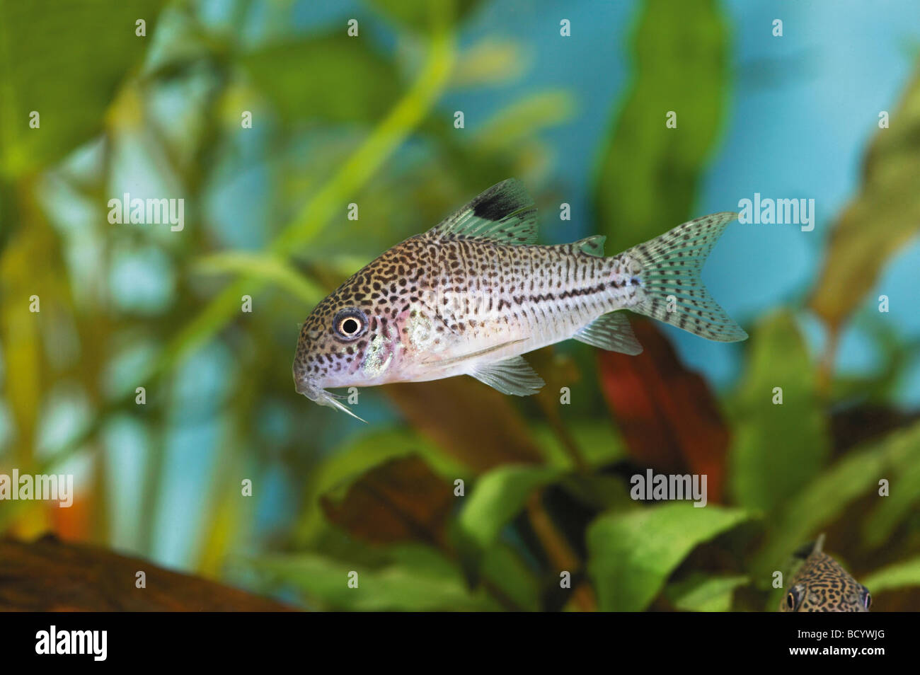 leopard corydoras / Corydoras julii Stock Photo - Alamy