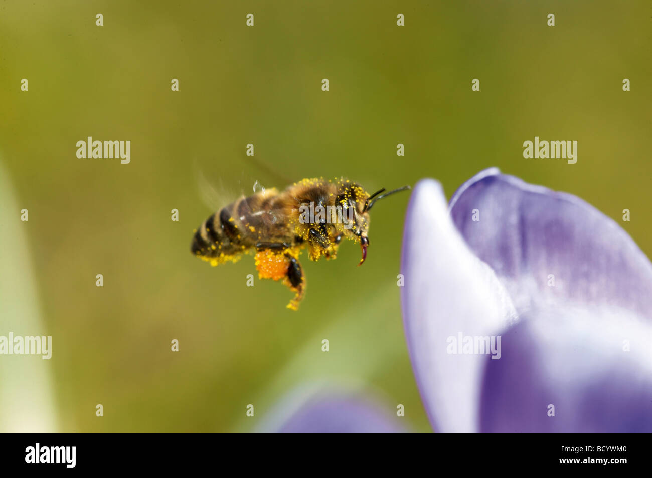 honey bee , hive bee / Apis mellifera mellifera Stock Photo - Alamy