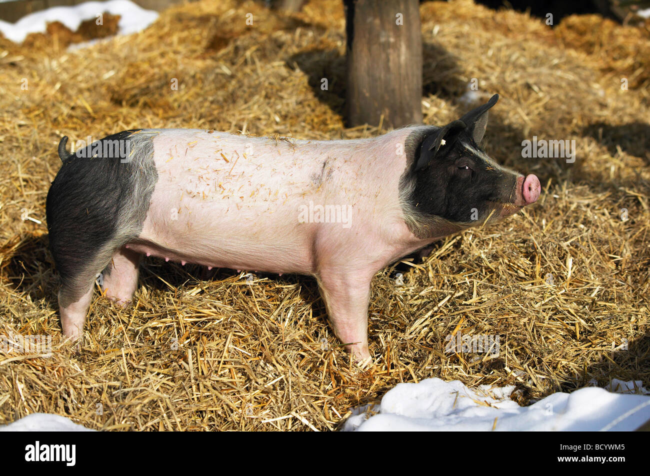 Razorback pigs hi-res stock photography and images - Alamy