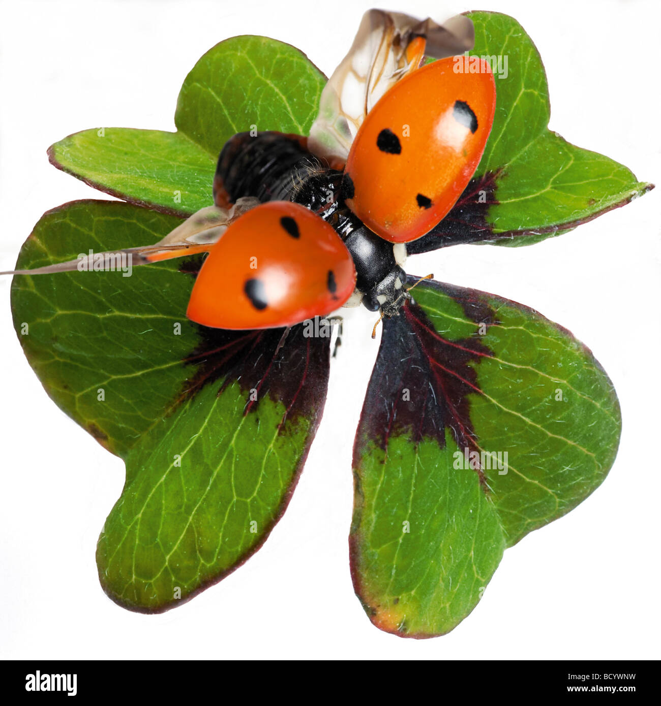 Coccinellidae / ladybirds , ladybird beetles , lady beetles ...