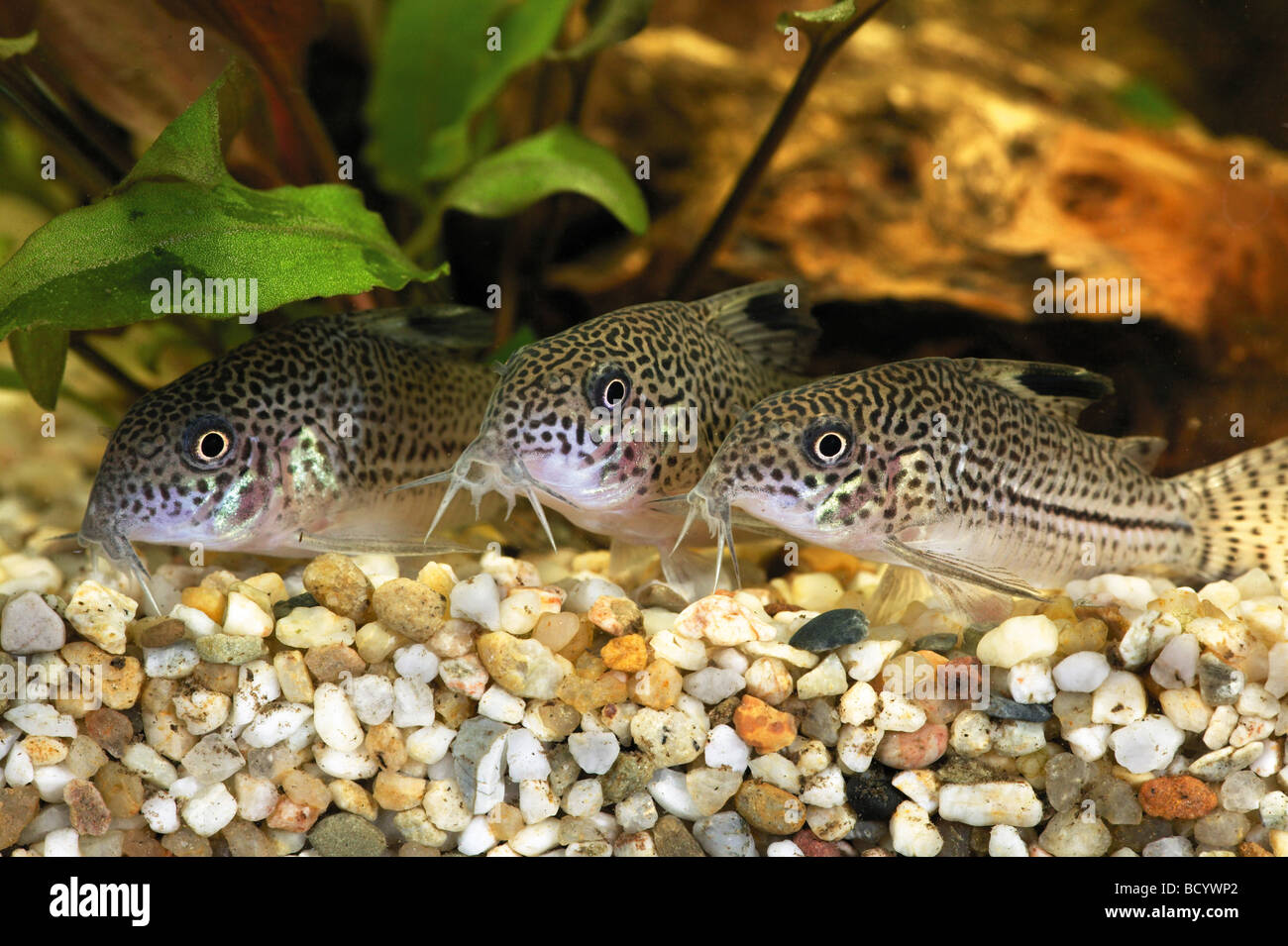 Juli Cory, Leopard Catfish (Corydoras julii). Fishes in an aquarium ...
