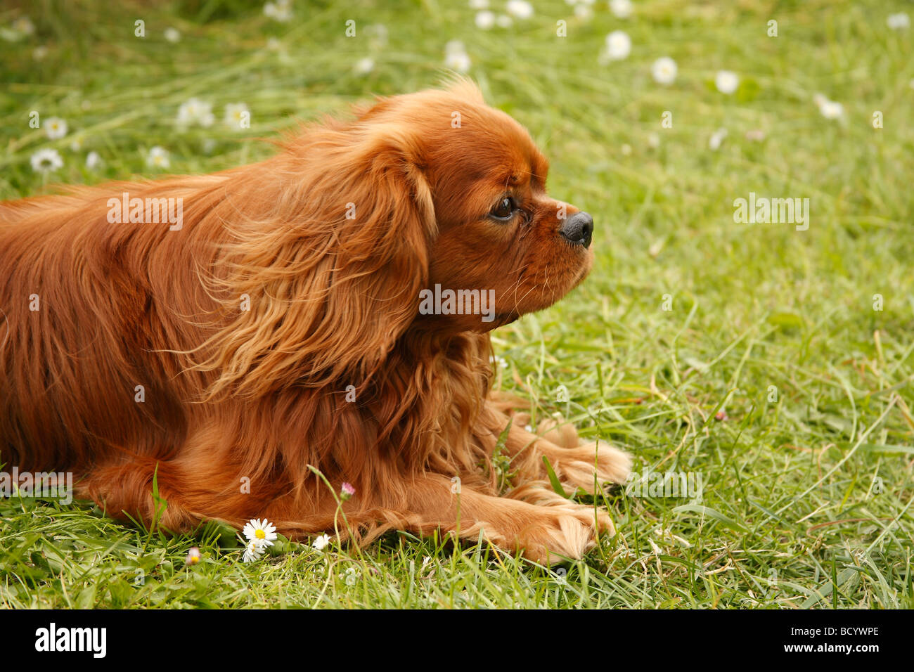 Cavalier King Charles Spaniel ruby Stock Photo - Alamy