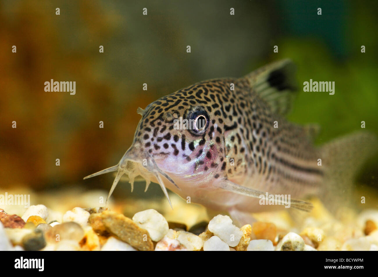 Julii corydoras hi-res stock photography and images - Alamy