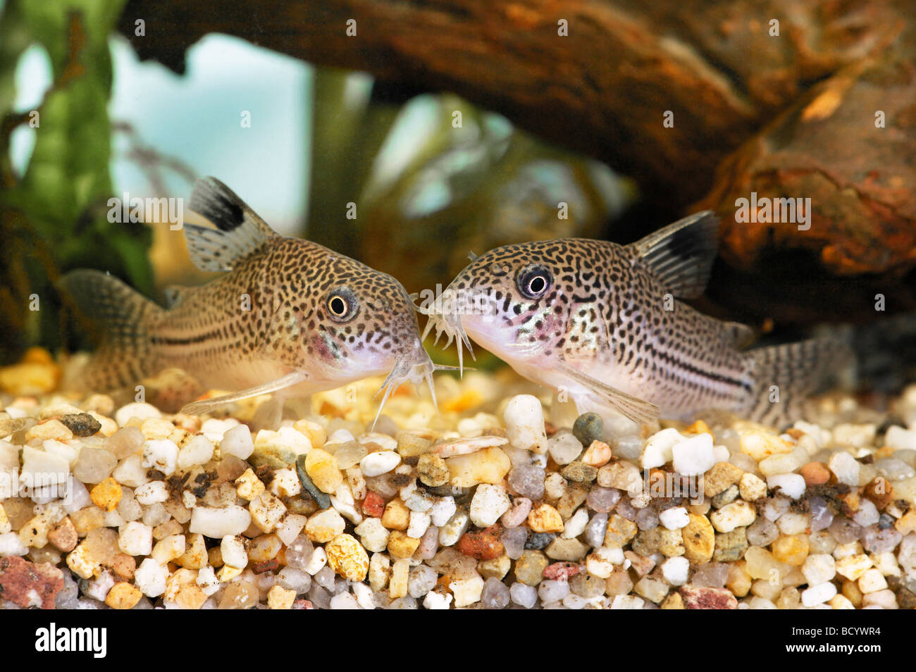 Léopard corydoras hi-res stock photography and images - Alamy