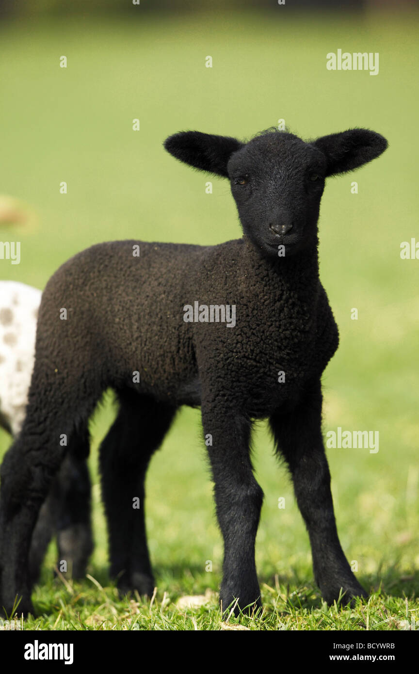Black sheep small black sheep hi-res stock photography and images - Alamy
