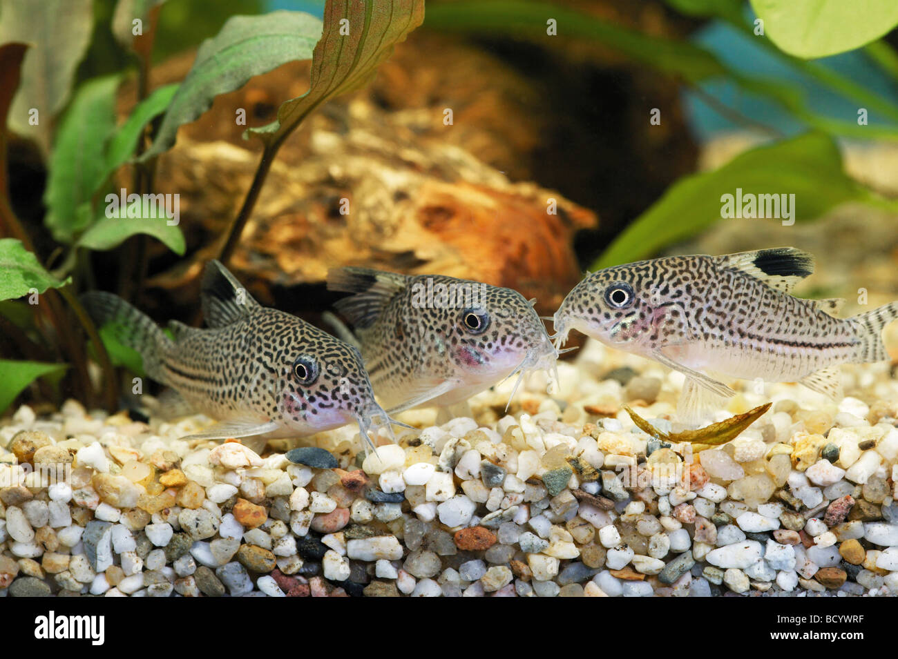 Juli Cory, Leopard Catfish (Corydoras julii). Fishes in an aquarium ...
