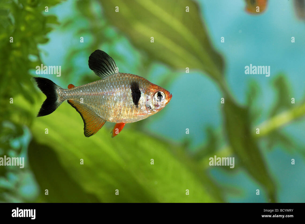 Hyphessobrycon megalopterus hi-res stock photography and images - Alamy