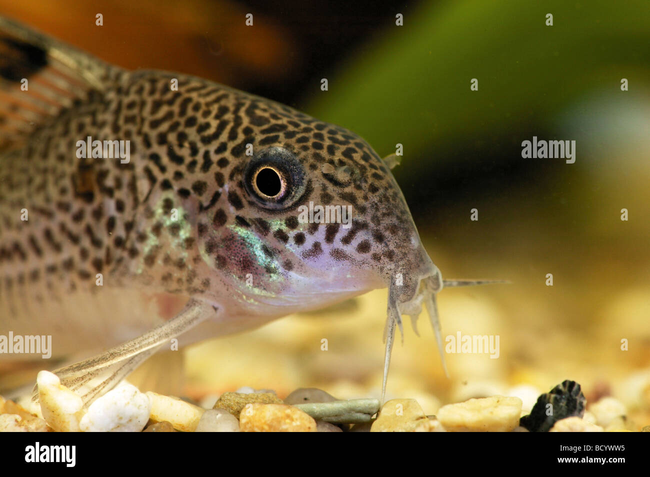 Juli Cory, Leopard Catfish (Corydoras julii). Single fish in an ...