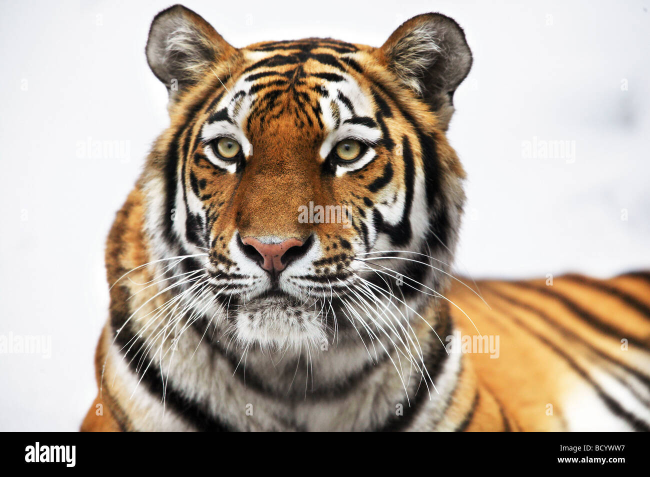 tiger / Panthera tigris Stock Photo - Alamy