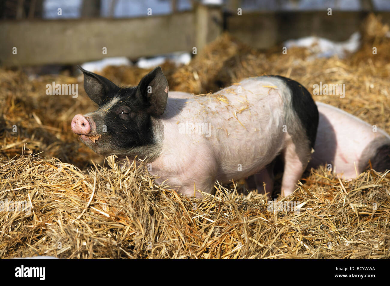 Domestic Pig (Sus scrofa domestica), breed: Swabian Hall Saddleback in ...