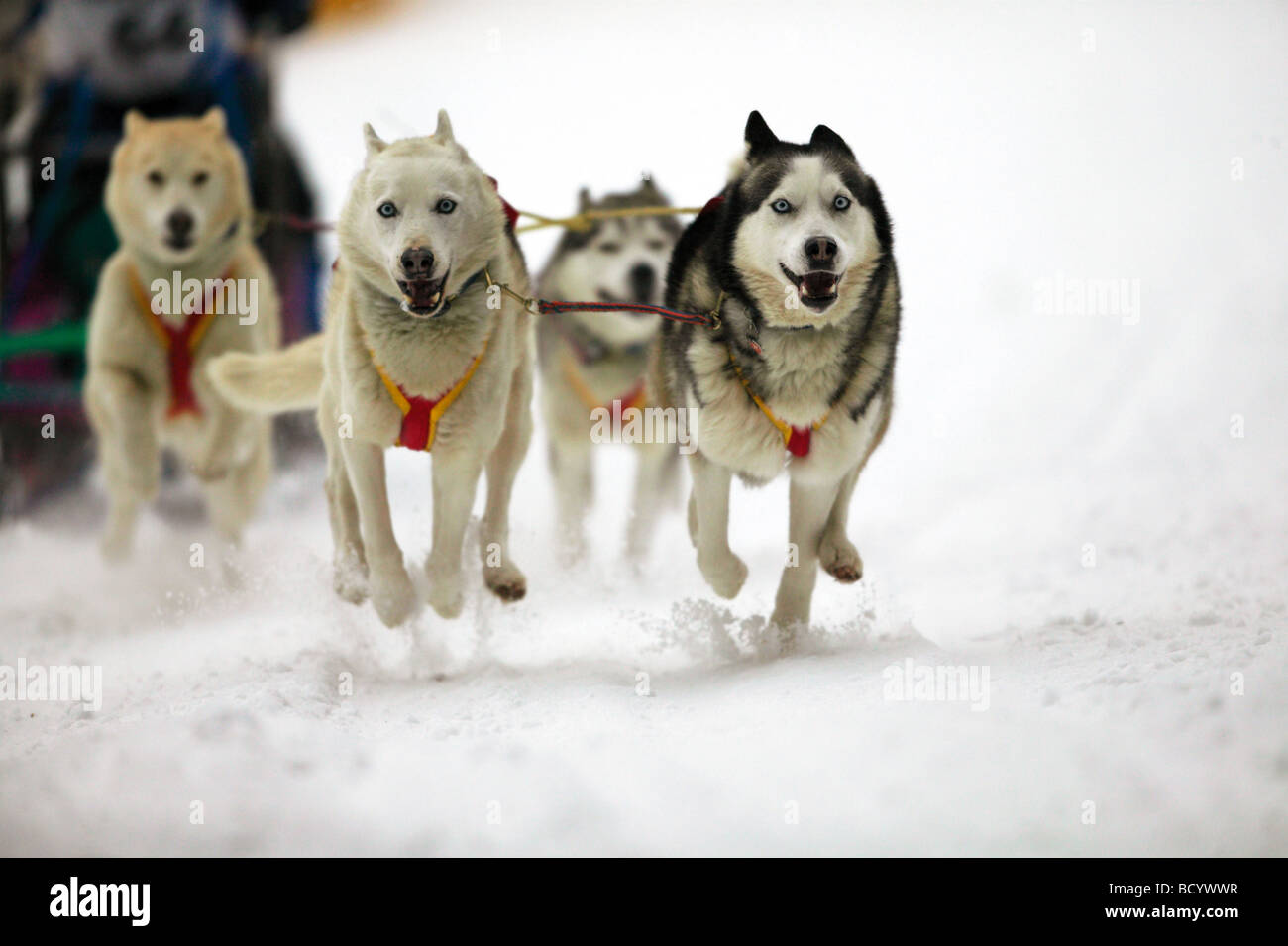 Huskies pulling a sledge Stock Photo - Alamy