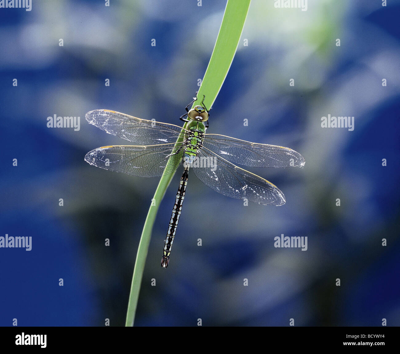 emperor dragonfly / Anax imperator Stock Photo - Alamy