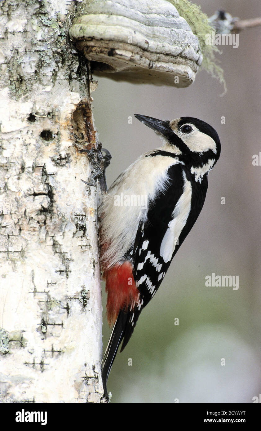 great spotted woodpecker / Dendrocopos major / Picoides major Stock ...