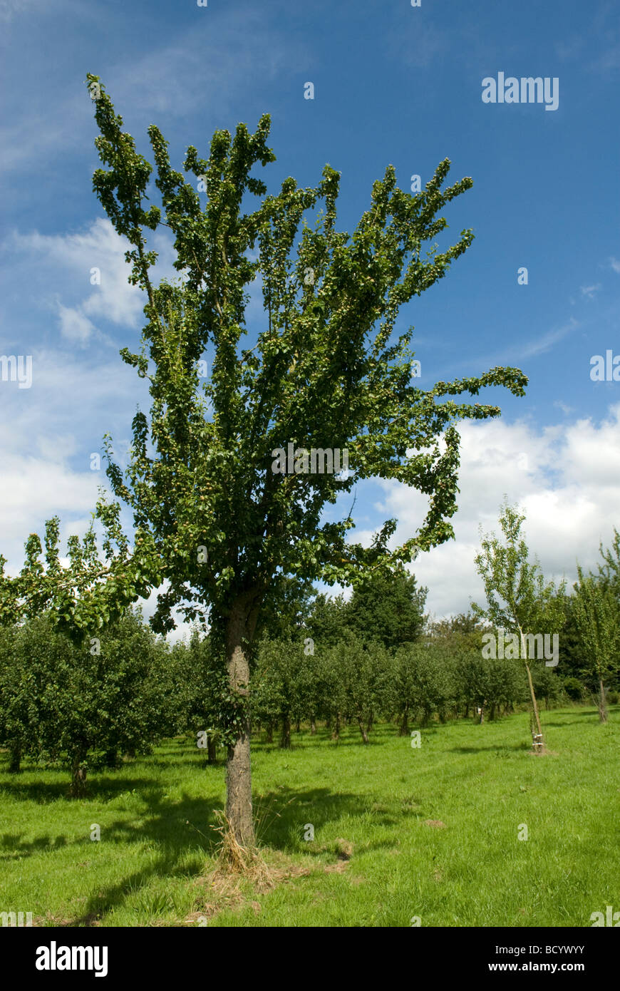 Cider apple orchard uk hi-res stock photography and images - Alamy
