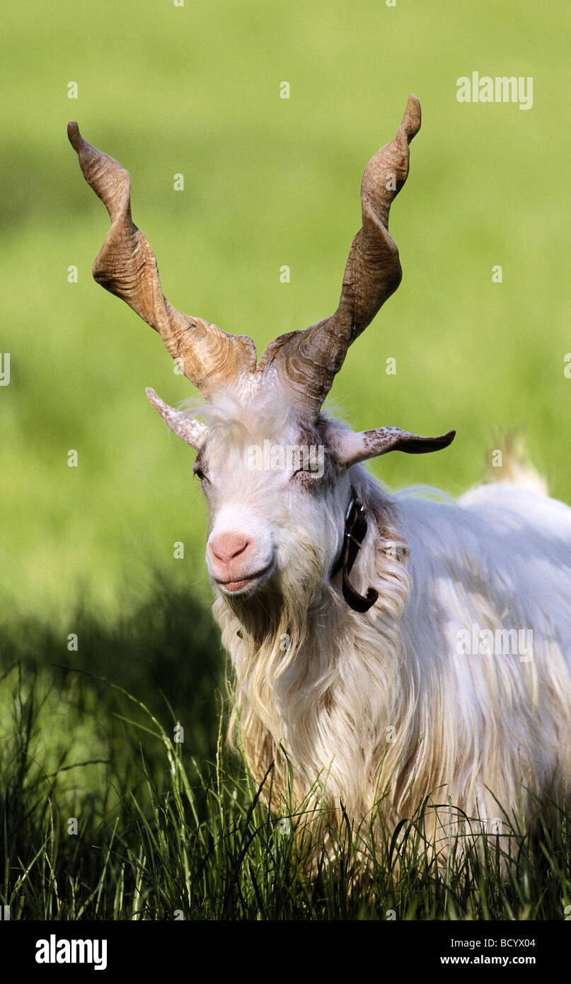 Girgentana capra hircus hi-res stock photography and images - Alamy