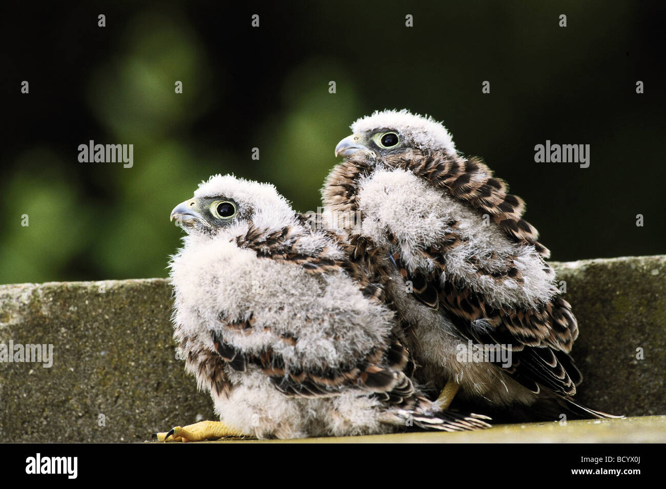 krestel , common krestel / Falco tinnunculus Stock Photo - Alamy