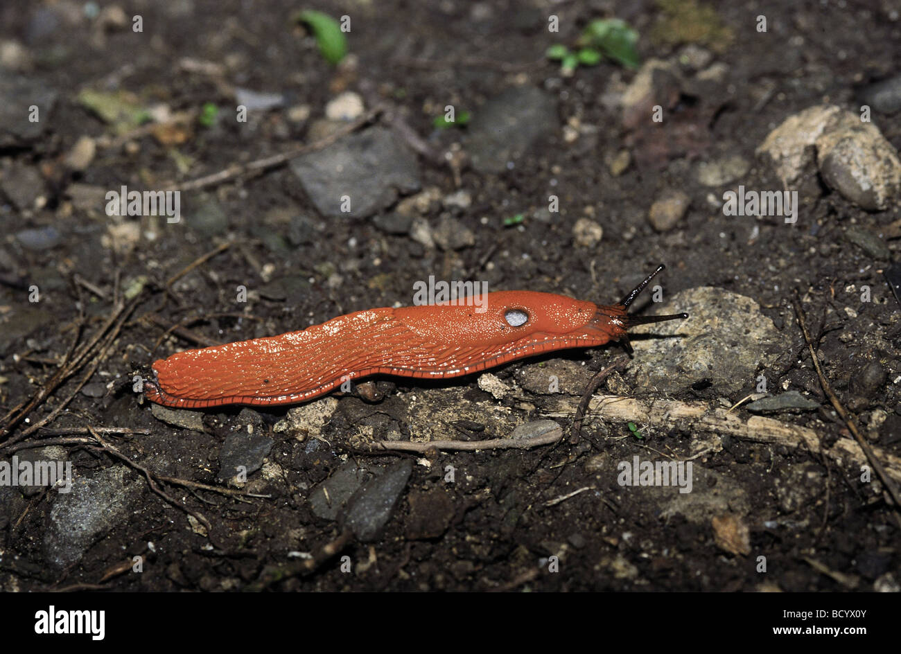 large red slug , greater red slug / Arion rufus Stock Photo - Alamy