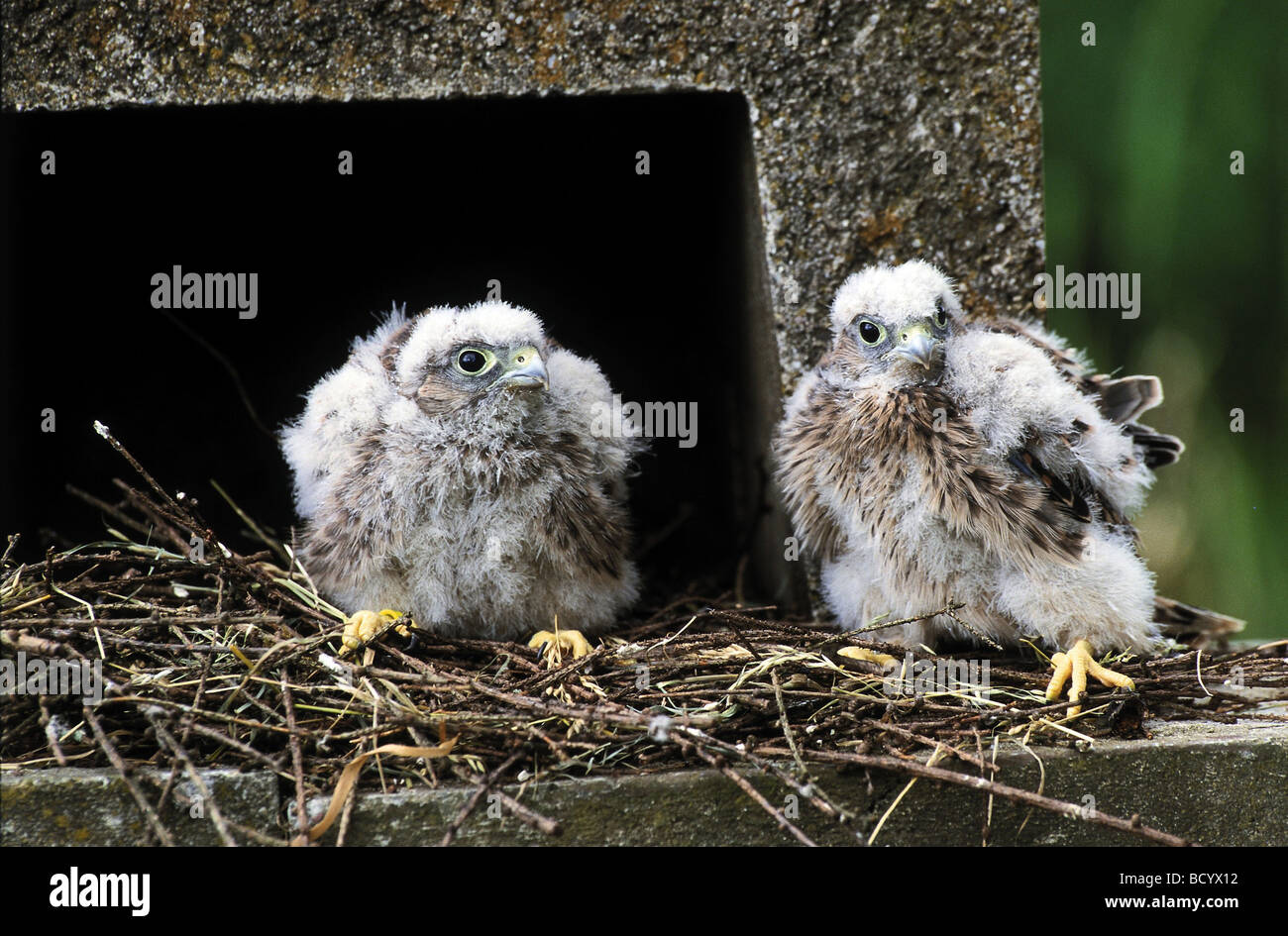 krestel , common krestel / Falco tinnunculus Stock Photo - Alamy