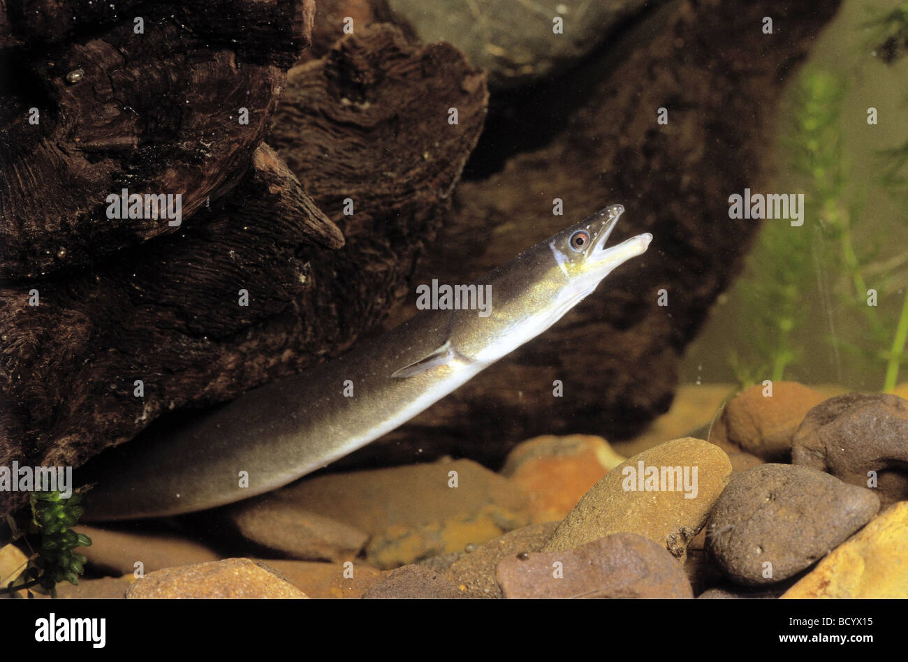 The european eel hi-res stock photography and images - Alamy