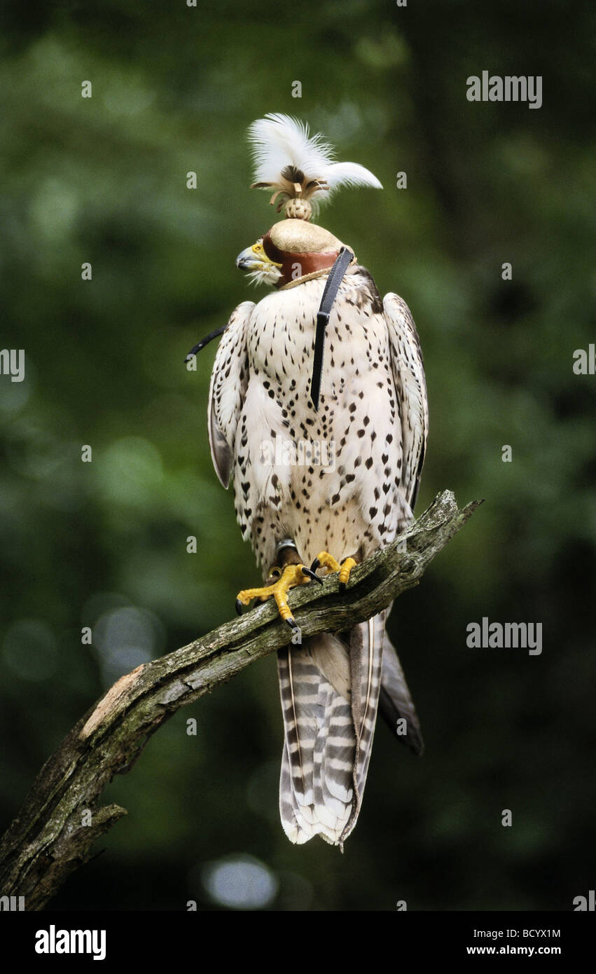 lanner falcon / Falco biarmicus Stock Photo - Alamy